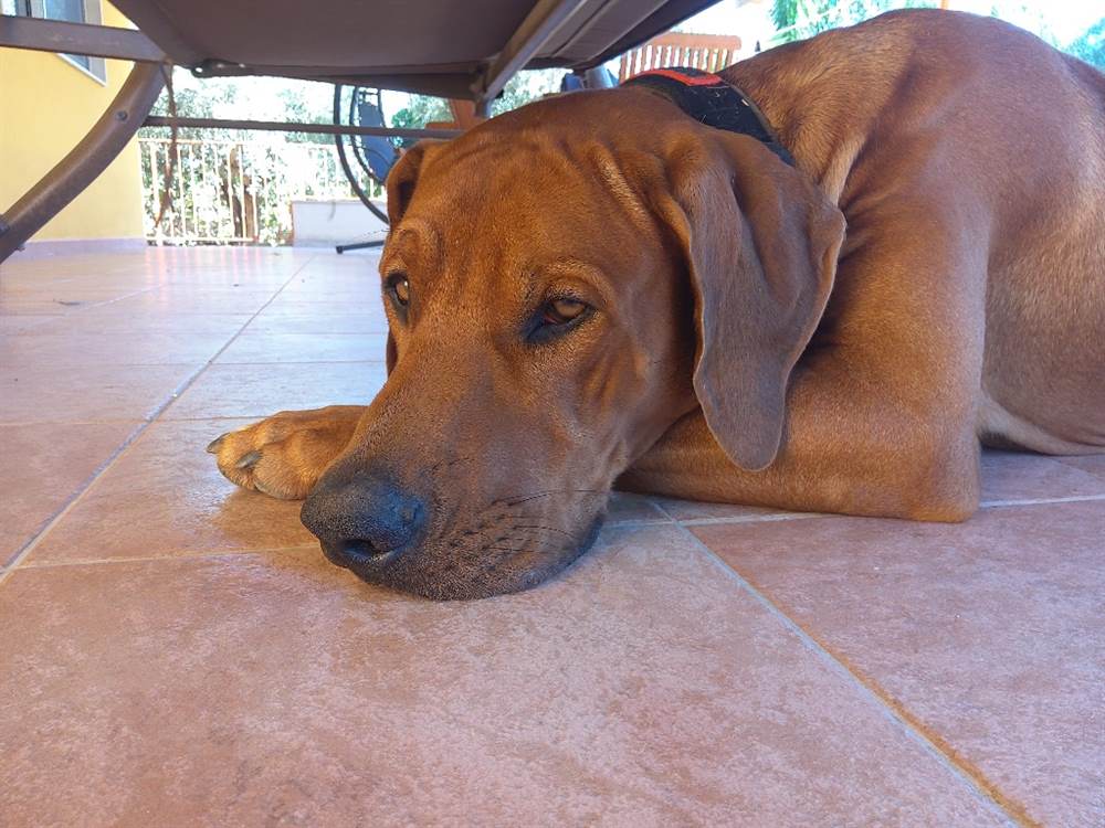 Cuccioli di Rhodesian Ridgeback - in vendita a Ragusa