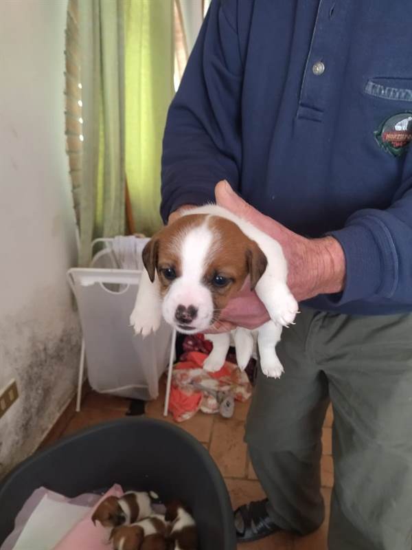 Cani Razza jack russell mamma a pelo raso papà a pelo lung - Cesena