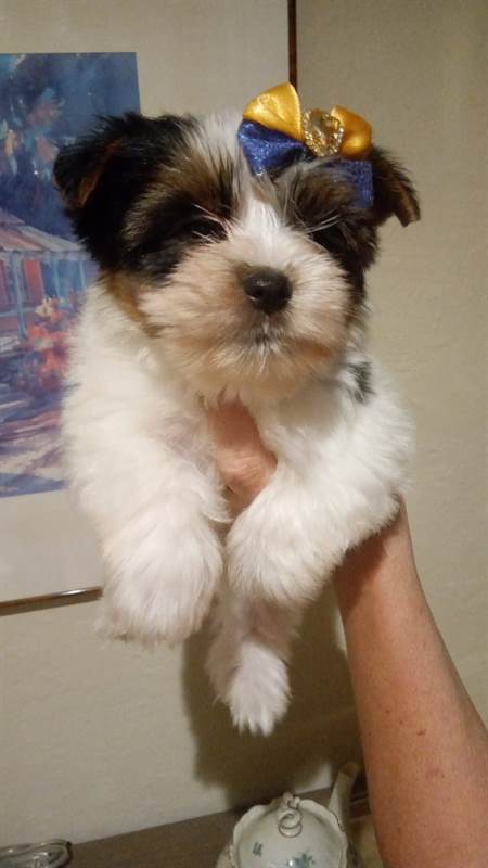 Cuccioli di Razza yorkshire biewer toy, taglia piccola - Asti