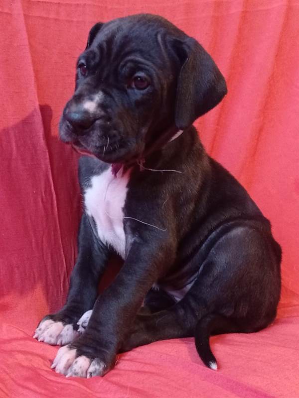 CUCCIOLI DI ALANO - in vendita a Reggio nell'Emilia