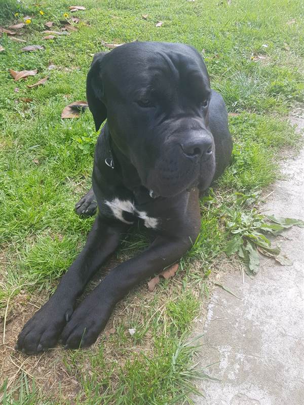 CERCO CANE CORSO FEMMINA DA ACCOPPIARE - Accoppiamento Cani a Venezia