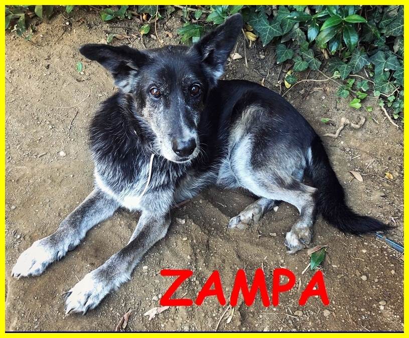 ZAMPA nonnino con le zampe a papera è ancora con noi eppure - Roma