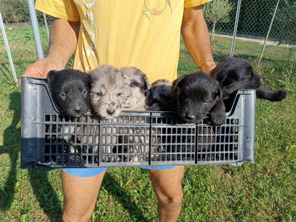 Cuccioli di Pastore del Lagorai con pedigree - Treviso