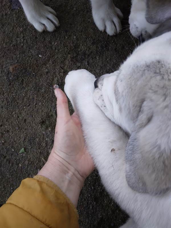 Cuccioli di cane Pastore di Asia Centrale Alabai originale - L'Aquila