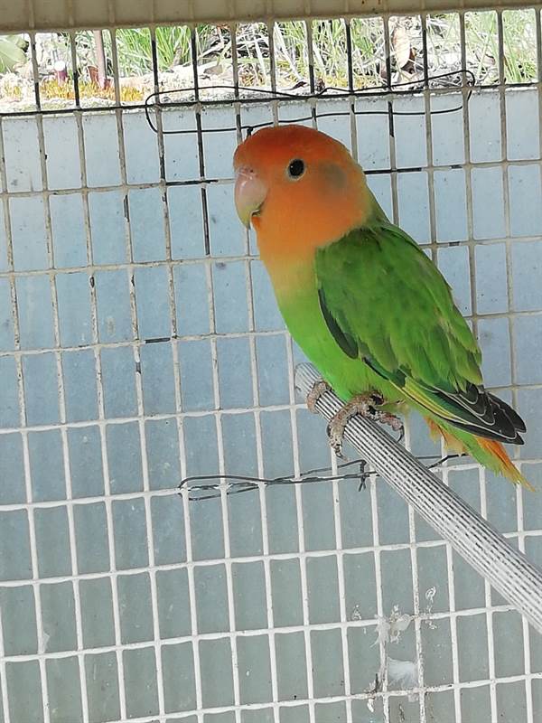 Inseparabili - Pappagalli - in vendita a Perugia