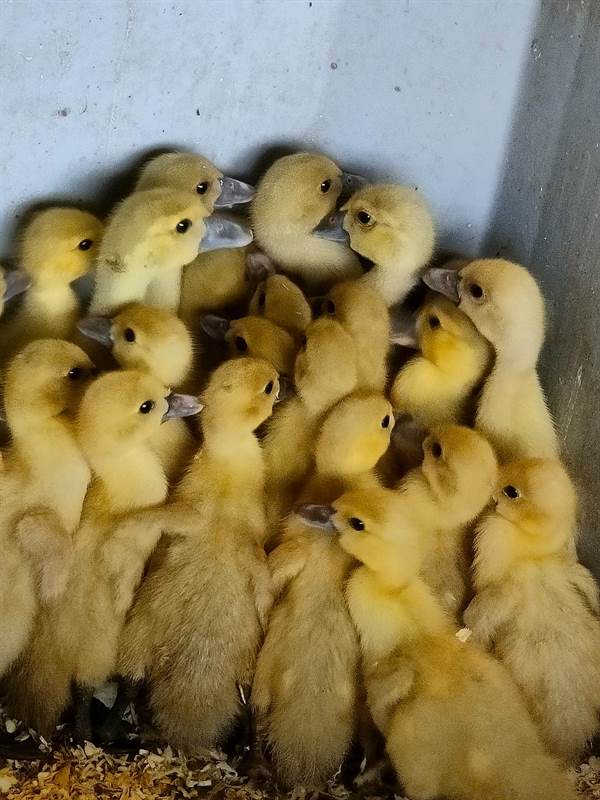 Pulcini di anatra muta selezione grigio perla - Verona - Veneto