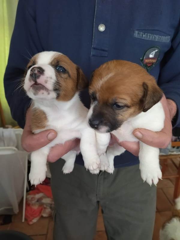 Cani Razza jack russell mamma a pelo raso papà a pelo lung - Cesena