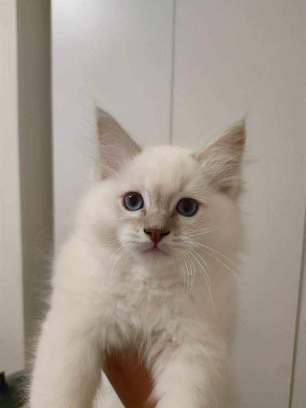 Cucciolo Razza Ragdoll disponibili - Ferrara, Emilia Romagna
