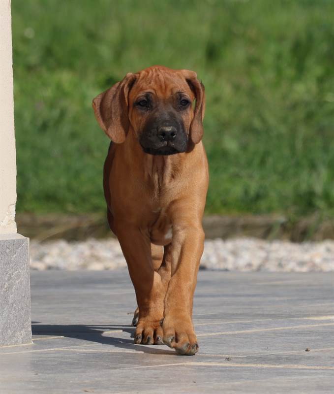 Rhodesian Ridgeback cuccioli - in vendita a Reggio nell'Emilia