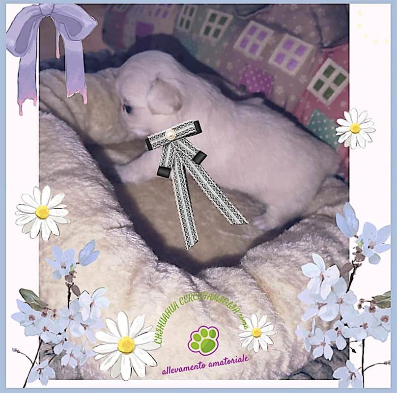 Chihuahua cucciolo color avorio, a pelo lungo, genitori visibili - Milano