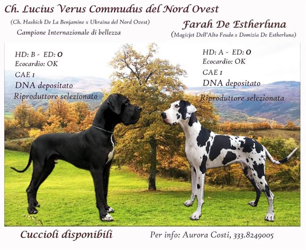 CUCCIOLI DI ALANO - in vendita a Reggio nell'Emilia