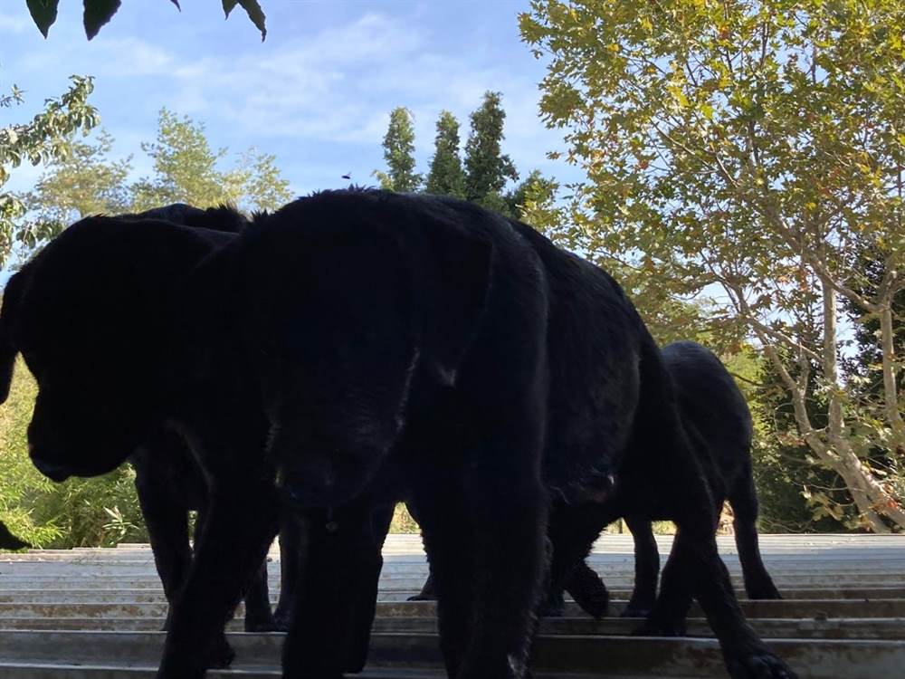 Meravigliosi cuccioli di Labrador Retriever, color nero - Ascoli Piceno