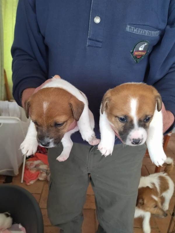 Cani Razza jack russell mamma a pelo raso papà a pelo lung - Cesena