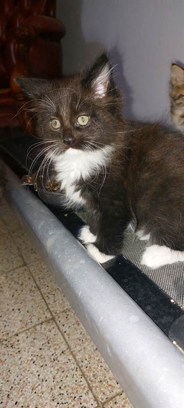 Cuccioli di gatto maine coon - in vendita a Ravenna