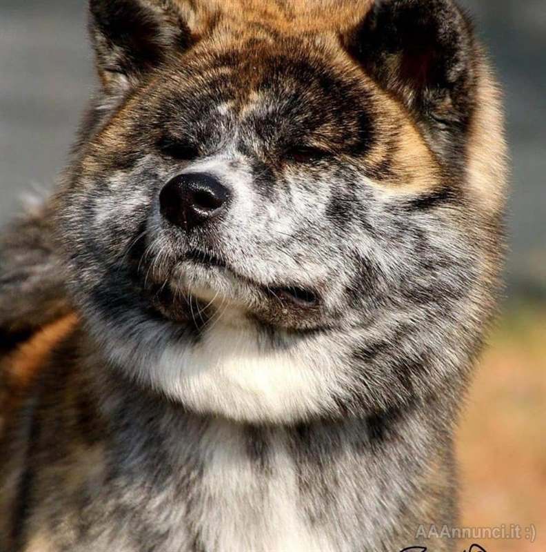 CUCCIOLI AKITA INU CON PEDIGREE, colore fulvo - Torino