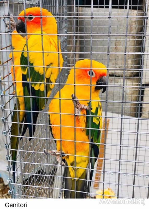 Conuro del Sole Allevato a Mano - Pappagalli a Roma