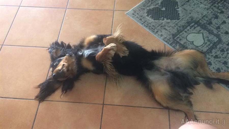 Regalo maschio cocker incrocio segugio - Cani in adozione a Viterbo