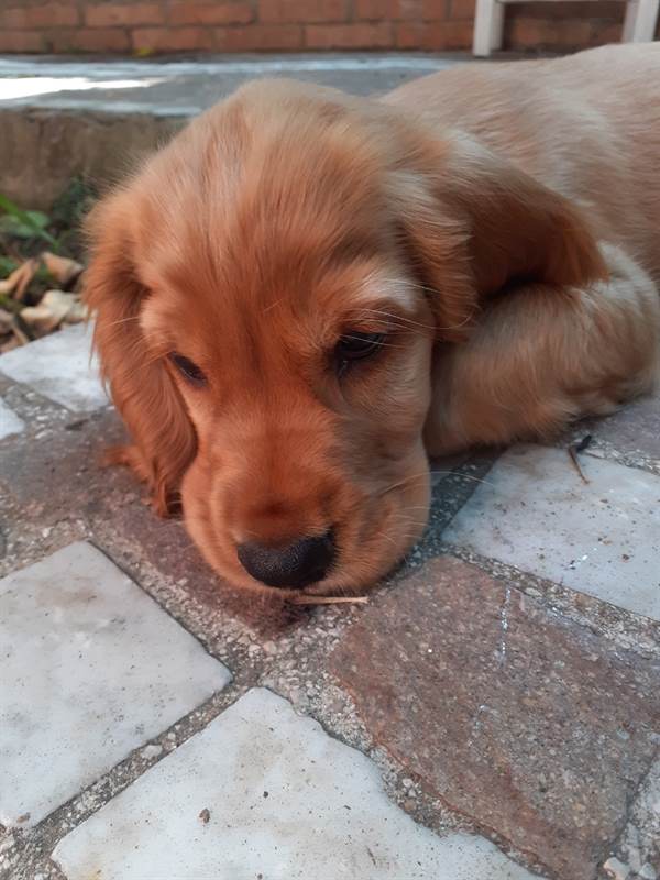 Cucciolo Razza cocker 2 mesi maschio colore fulvo scuro - Caserta