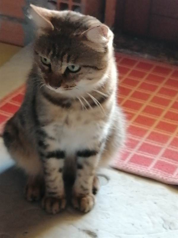 Regalo gatto maschio già sterilizzato - Cuneo, Piemonte