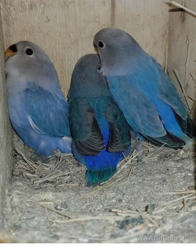 Inseparabili Nati in Casa - Pappagalli a Bergamo - Lombardia