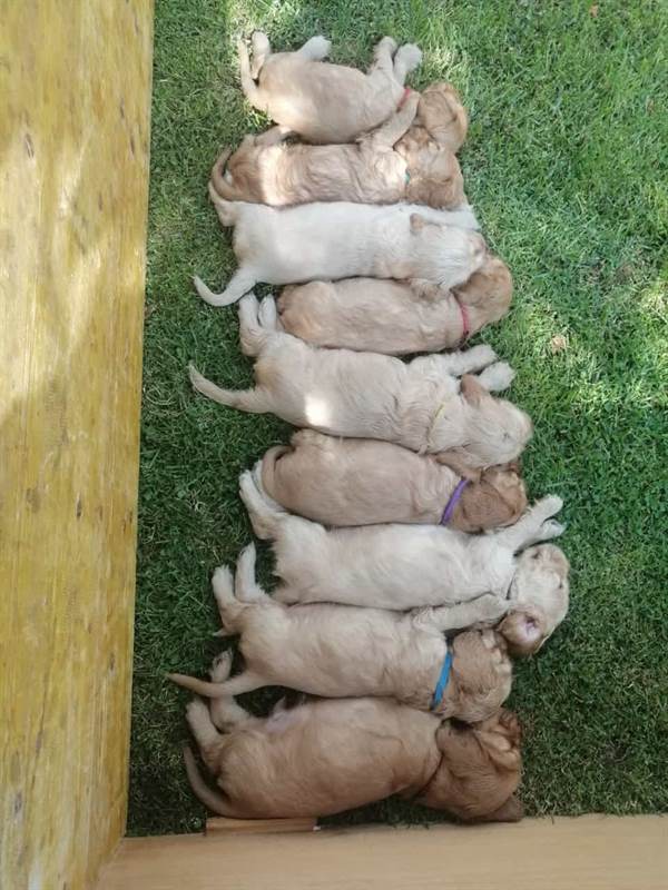 Cucciolata Razza Cocker Spaniel, colore fulvo - Treviso