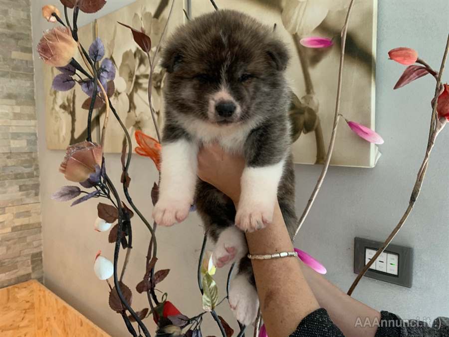 CUCCIOLI AKITA INU CON PEDIGREE, colore fulvo - Torino