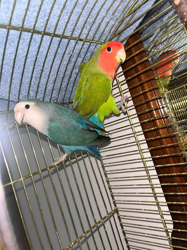 Inseparabili, in legno - Pappagalli a Forlì, Emilia Romagna
