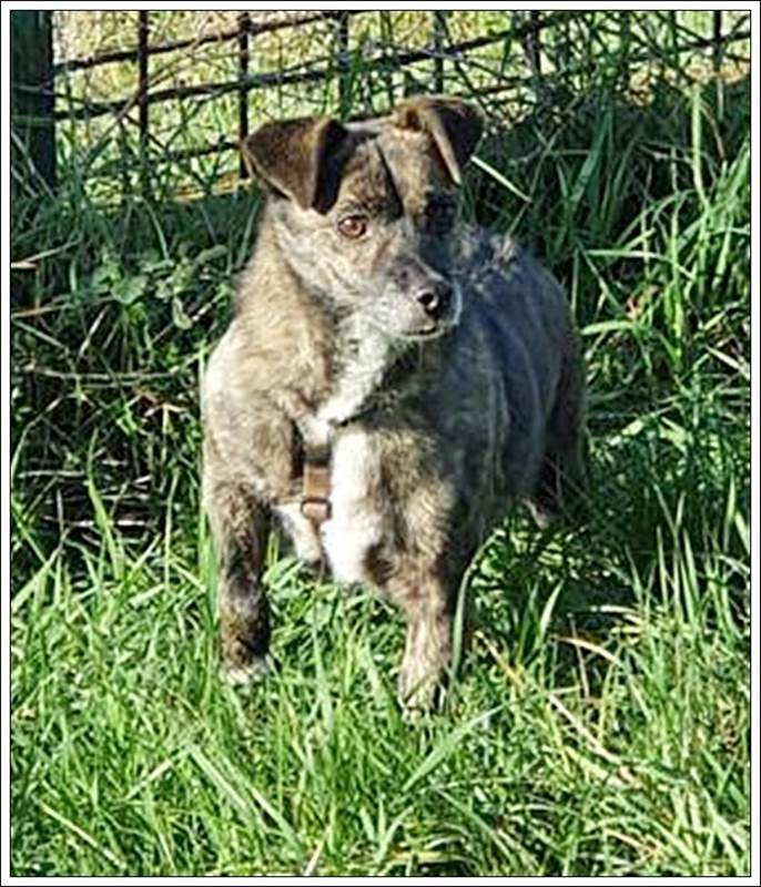 GASPERINO simil pinscherino 8 anni 10 kg cerca famiglia, taglia piccola ...