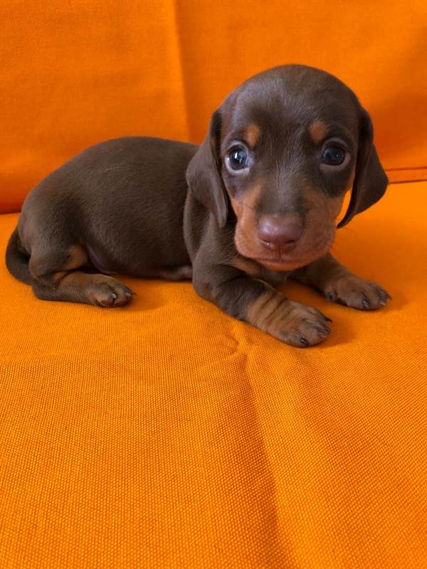 Cucciolo Razza bassotto nano a pelo corto chocolate - Roma