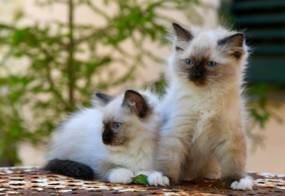 Ragdoll cuccioli gattini - in vendita a Forlì, Emilia Romagna