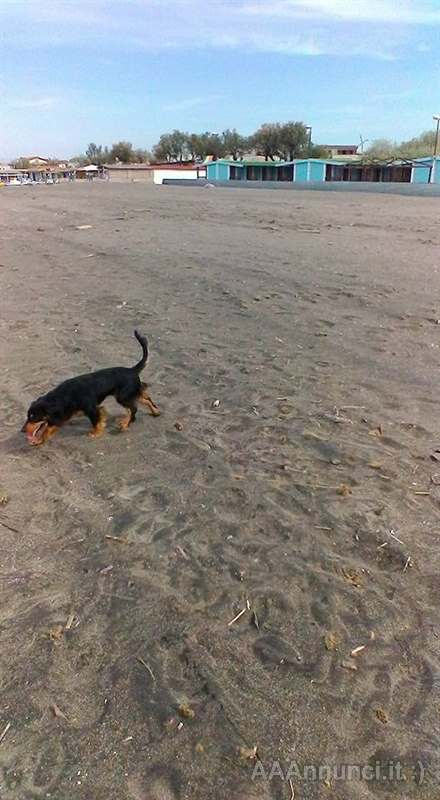 Regalo maschio cocker incrocio segugio - Cani in adozione a Viterbo