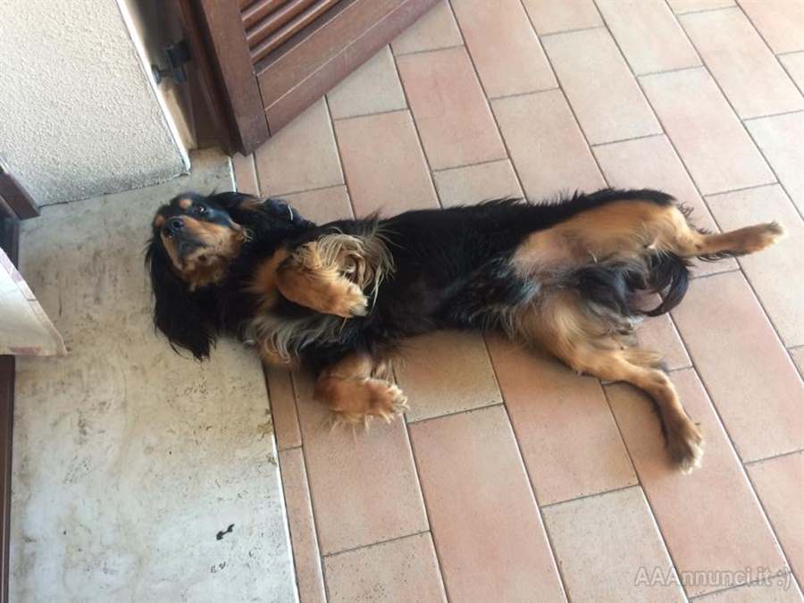 Regalo maschio cocker incrocio segugio - Cani in adozione a Viterbo