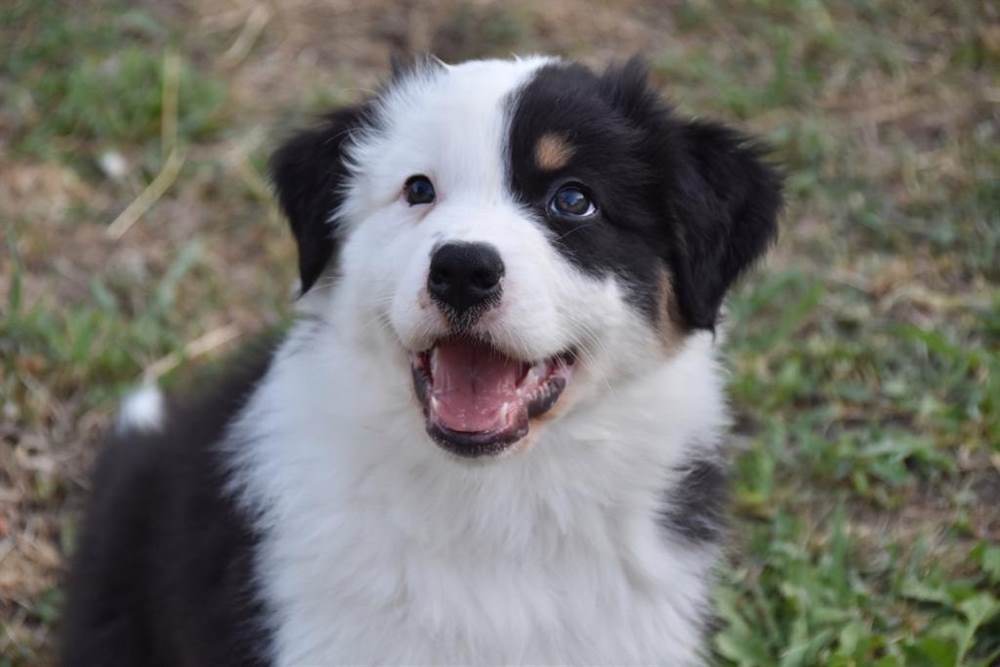 Pastore australiano - Cani - in vendita a Reggio nell'Emilia