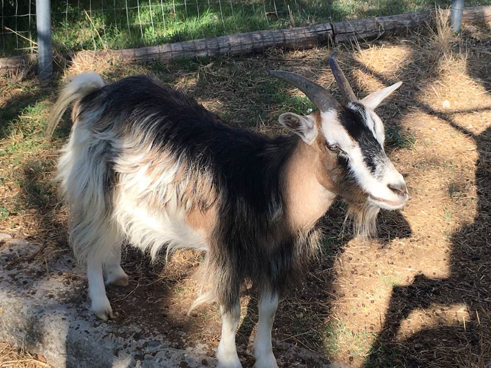 Caprette tibetane meticce in vendita a Roma - Lazio