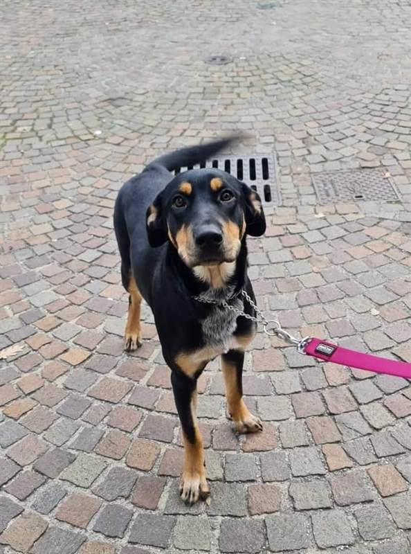 Cane femmina in regalo Razza Barboncino, colore nero, taglia media ...