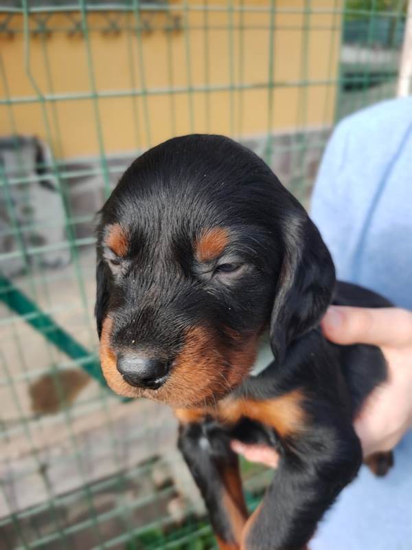 Cuccioli Razza setter Gordon - Cani a Firenze, Toscana