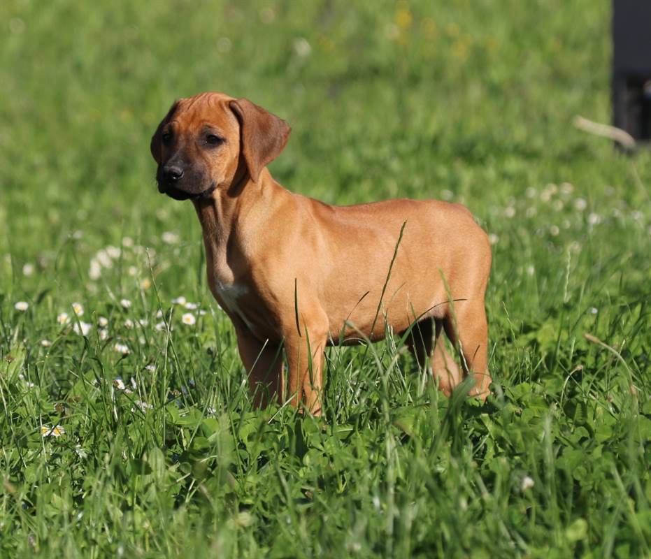 Rhodesian Ridgeback cuccioli - in vendita a Reggio nell'Emilia