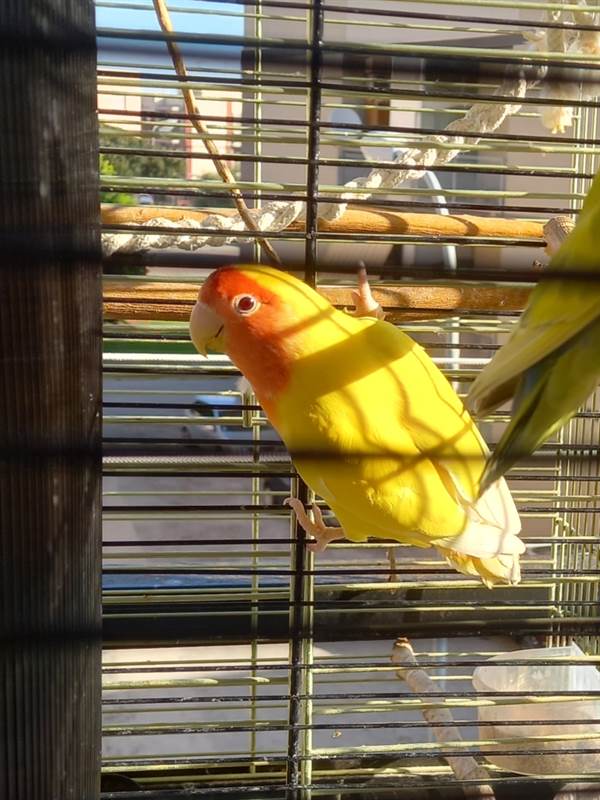 Inseparabili - Pappagalli - in vendita a Siracusa
