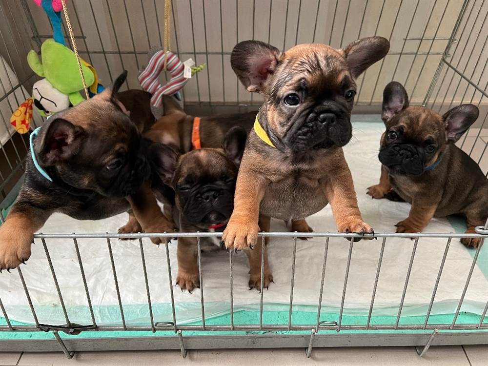 Cuccioli Razza bulldog francese, colore fulvo - Roma