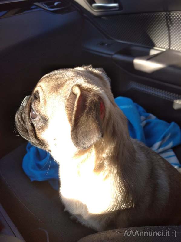 Cane carlino, colore fulvo - Milano - Lombardia