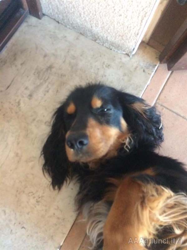 Regalo maschio cocker incrocio segugio - Cani in adozione a Viterbo