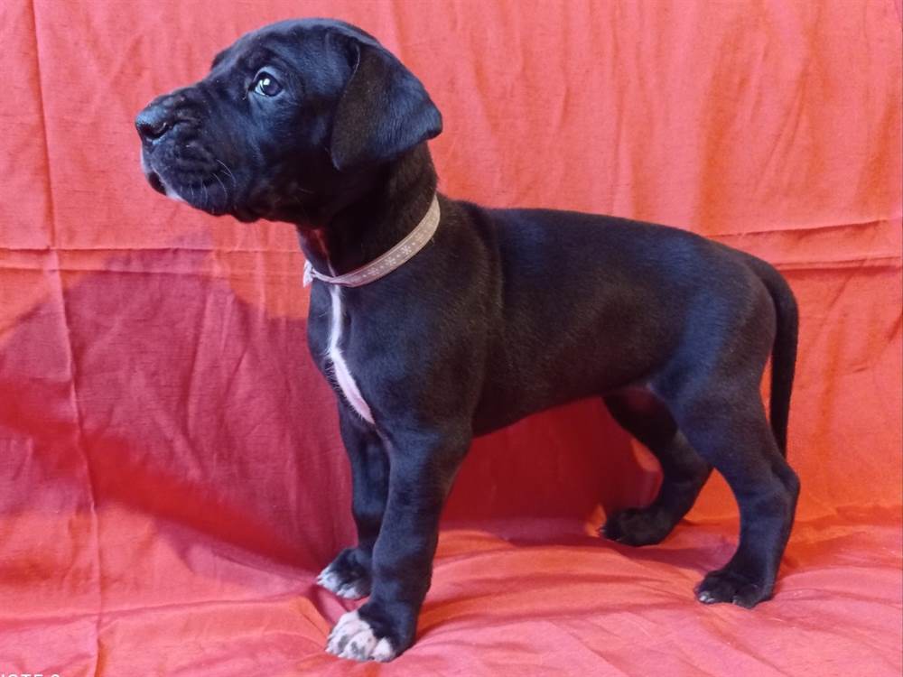 CUCCIOLI DI ALANO - in vendita a Reggio nell'Emilia