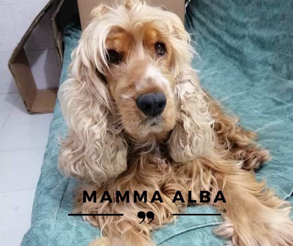 Cucciolata Razza Cocker Spaniel, colore fulvo - Treviso