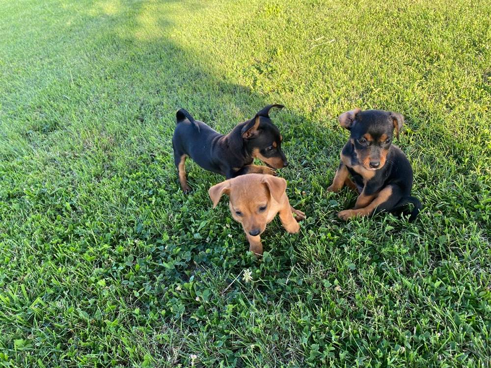 Pincher - Pincher. Maschi. E femmine. Nani - Cani a Venezia