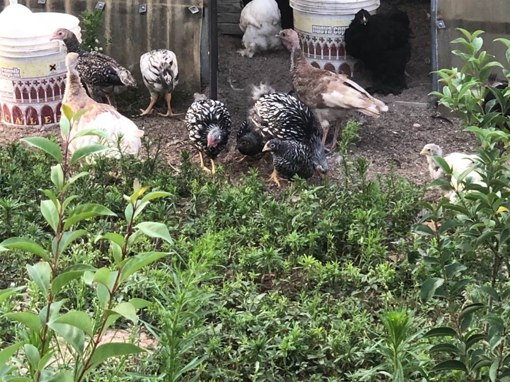 Pulcini pulcinotti galline ornamentali allevate in purezza - Verona