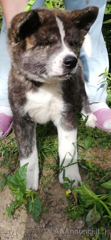 Cuccioli di Razza Akita inu, colore fulvo - Cani a Napoli