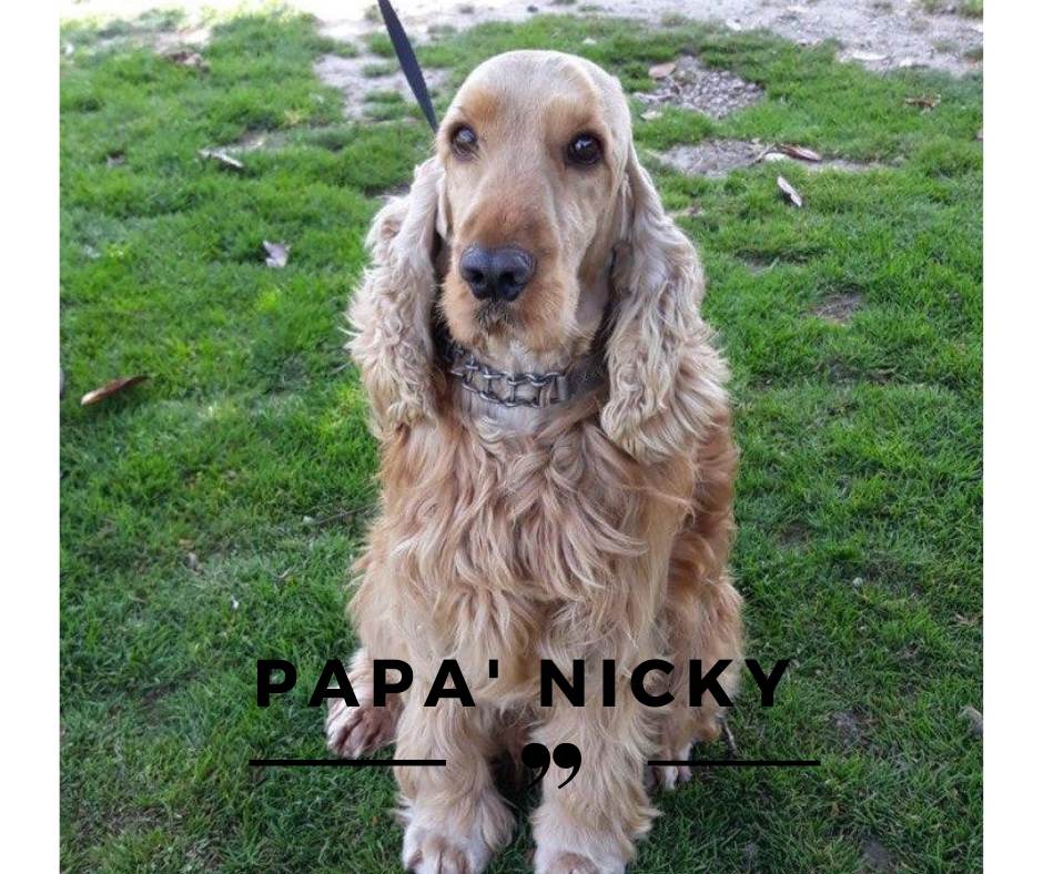 Cucciolata Razza Cocker Spaniel, colore fulvo - Treviso