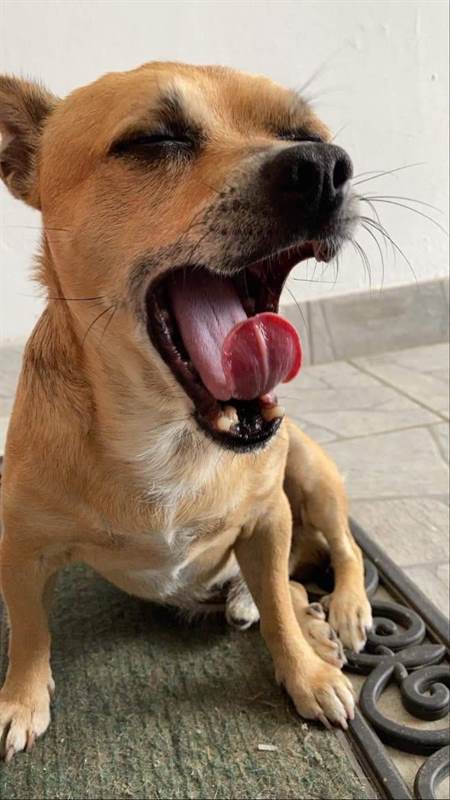Leo Cerca Fidanzata, colore fulvo - Accoppiamento Cani a Latina