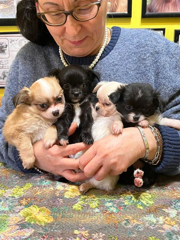 Cuccioli Razza Chihuahua a Pelo Lungo, genitori visibili - Verbania