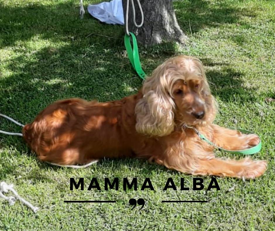 Cucciolata Razza Cocker Spaniel, colore fulvo - Treviso